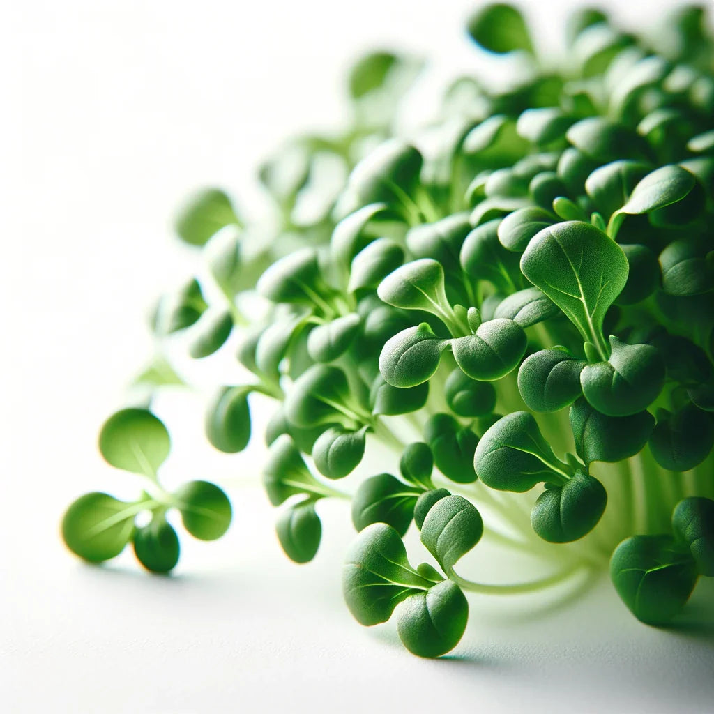 Aquager Technologies Arugula