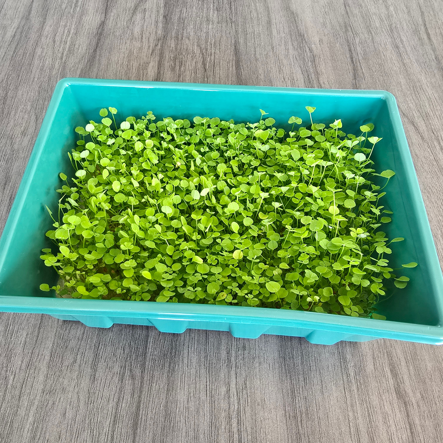 Aquager Technologies Clover