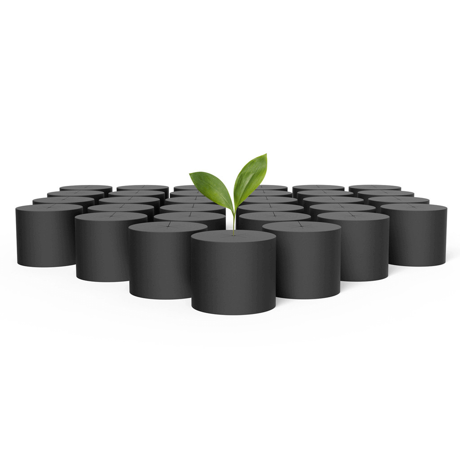 Clone Collars 4-Inch, 50-Pack for Hydroponics