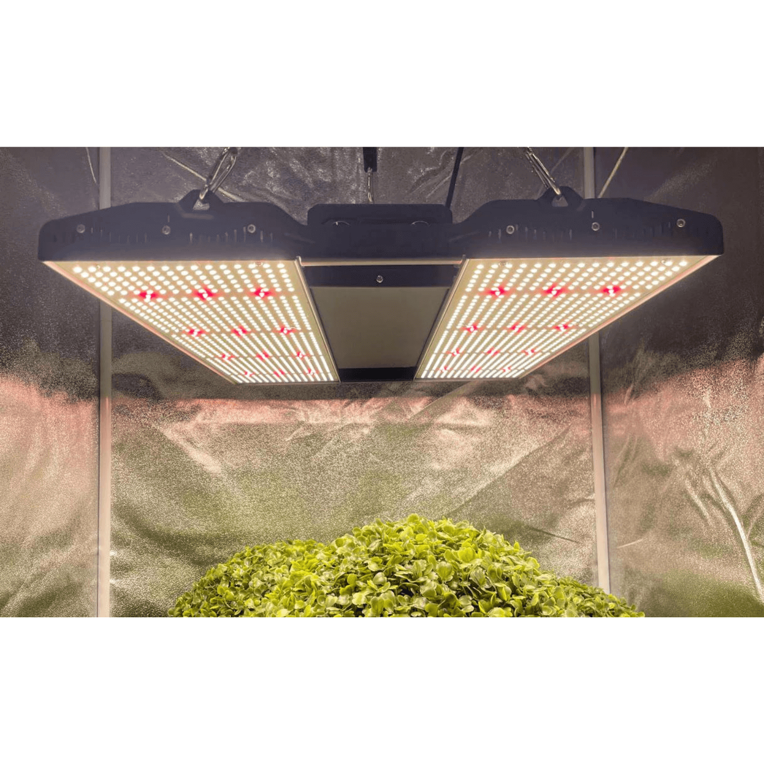 Medic Grow Mini Sun-2 320W Full Cycle LED Grow Light – Grow Tents Depot